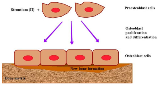 Applications of Bioactive Strontium Compounds in Dentistry