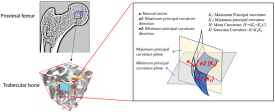 Characterization of Trabecular Bone Microarchitecture and Mechanical ...