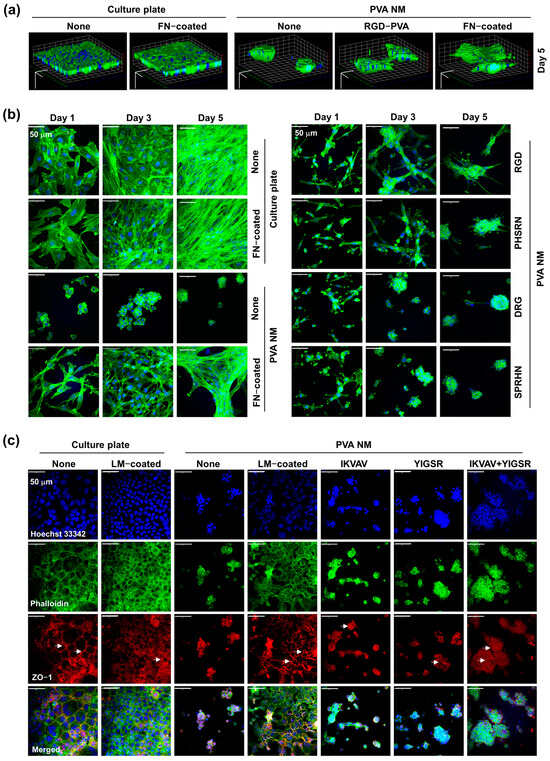 Synthetic Extracellular Matrix of Polyvinyl Alcohol Nanofibers for ...
