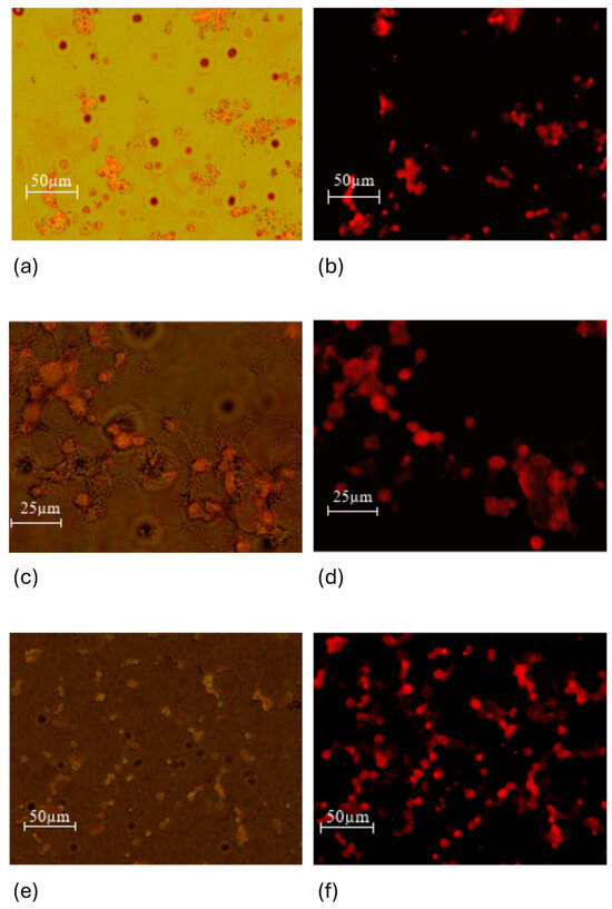 Characteristics and Antitumor Activity of Doxorubicin-Loaded ...