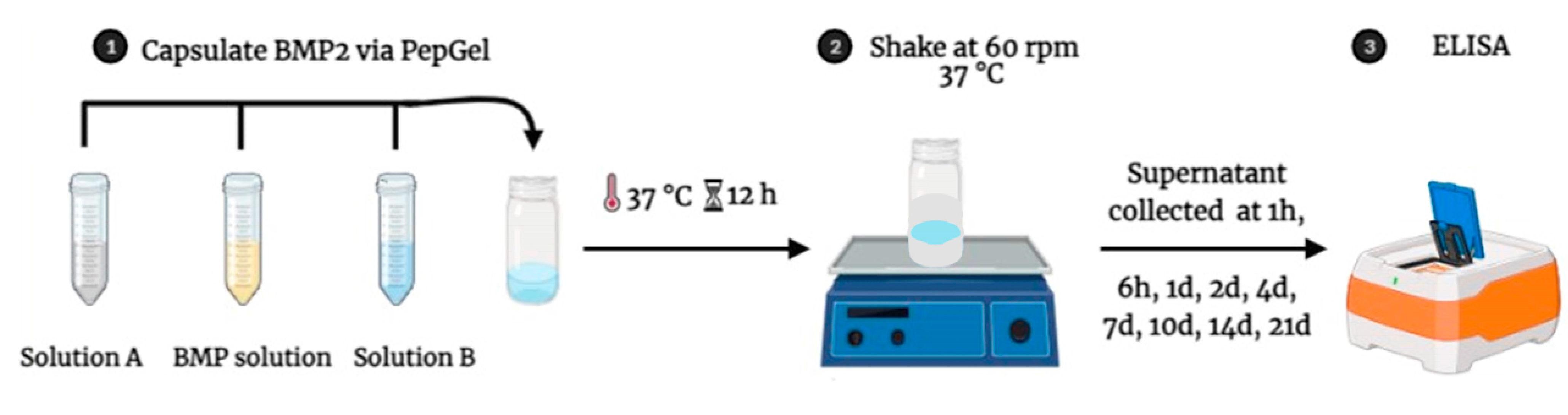 Peptide Hydrogel for Sustained Release of Recombinant Human Bone ...