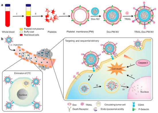 From Blood to Therapy: The Revolutionary Application of Platelets in ...