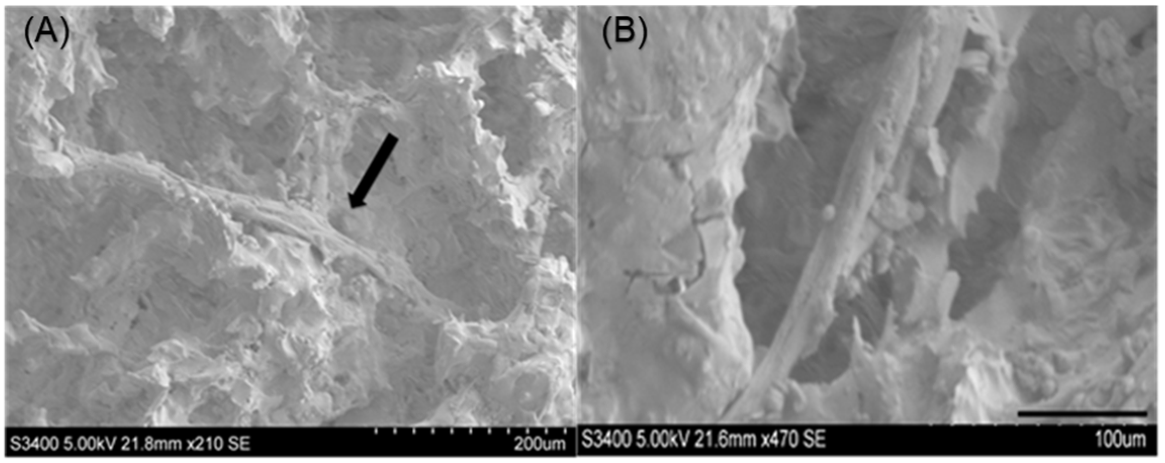 Development of Prevascularized Synthetic Block Graft for Maxillofacial ...