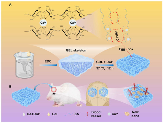 Porous Hydrogels Prepared by Two-Step Gelation Method for Bone Regeneration