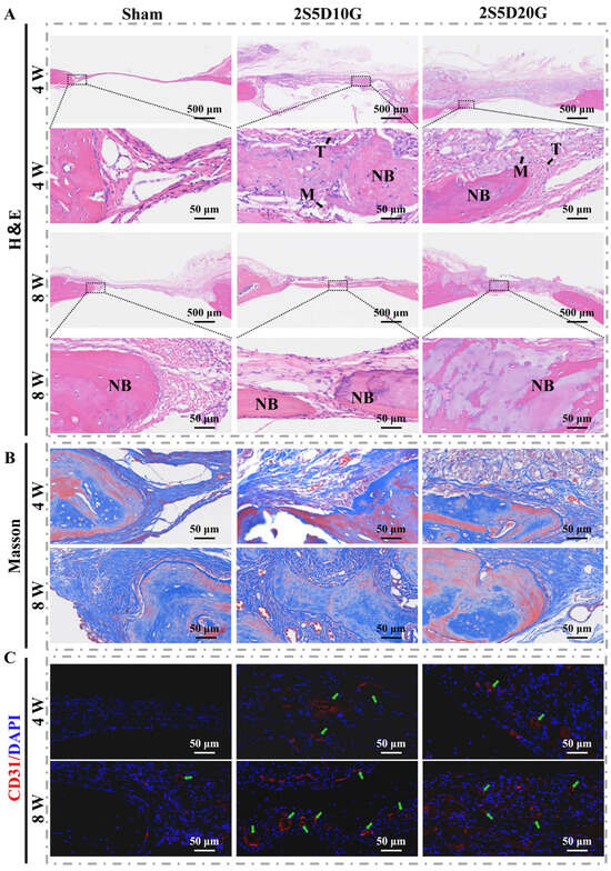Porous Hydrogels Prepared by Two-Step Gelation Method for Bone Regeneration