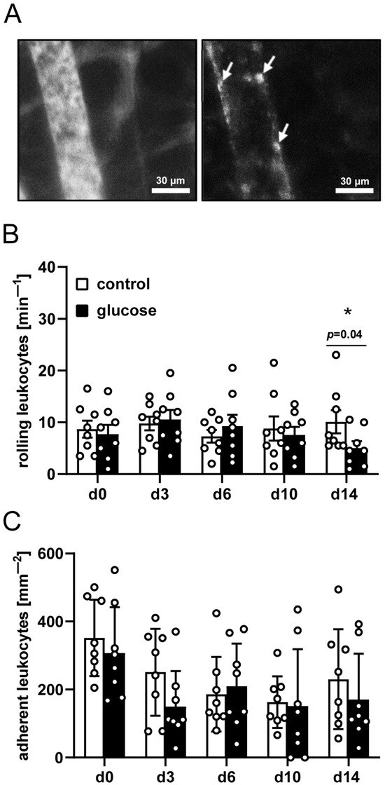 Seeding of Dermal Substitutes with Glucose-Pretreated Nanofat ...