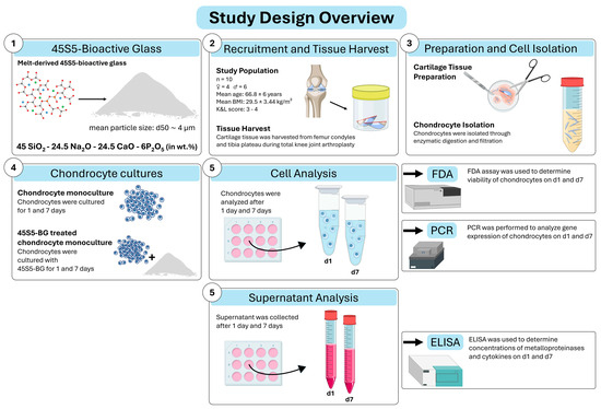 Impact of 45S5-Bioactive Glass on Chondrocytes in Knee Osteoarthritis ...