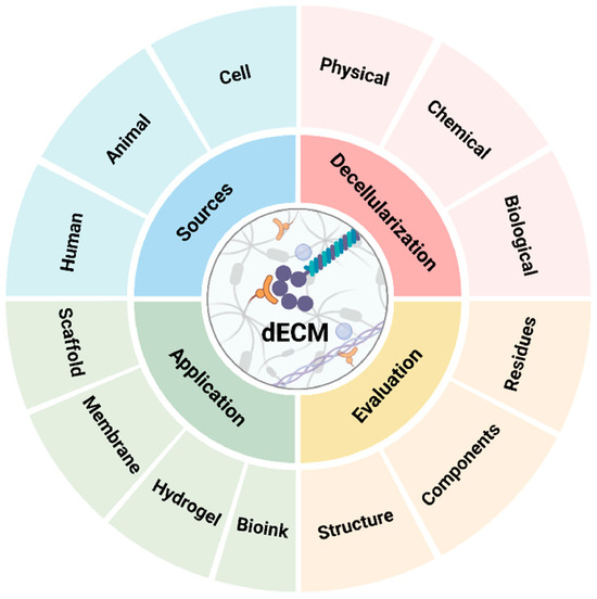 Acellular Extracellular Matrix Scaffolds in Regenerative Medicine: Advances in Decellularization ...