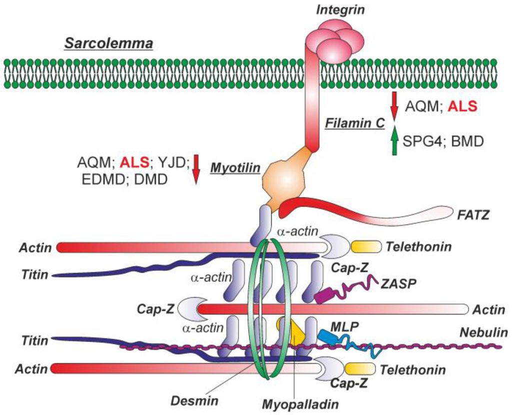 Modulation of Myotilin and Fylamin C in Various Muscle Diseases: A ...