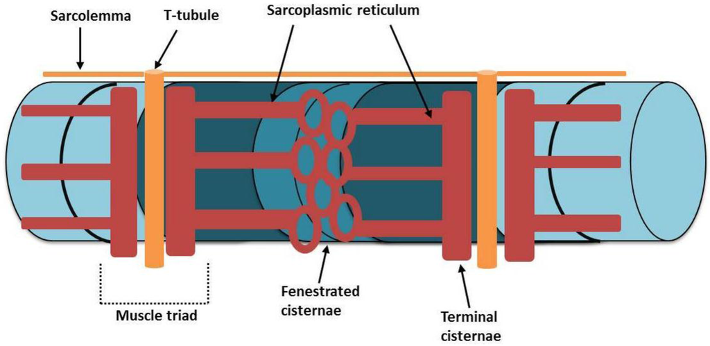 Morphological and Functional Aspects of Human Skeletal Muscle