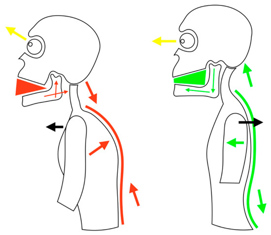 TMJ Dysfunction and Systemic Correlation