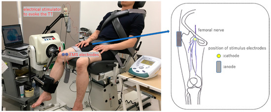 Knee Extensor Muscles
