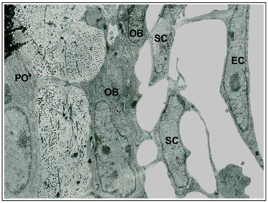 The Osteocyte: From “Prisoner” to “Orchestrator”