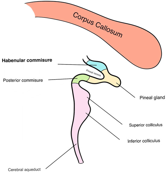 The Neuroanatomy of the Habenular Complex and Its Role in the ...