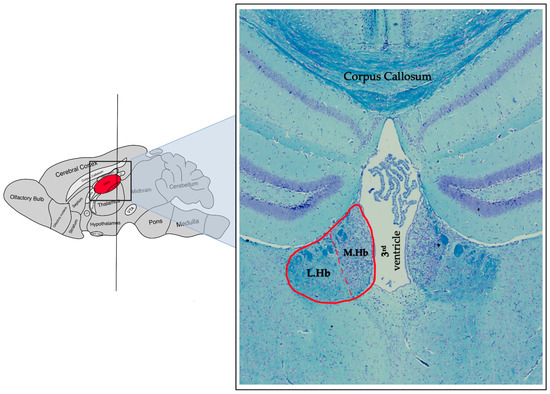 The Neuroanatomy of the Habenular Complex and Its Role in the ...