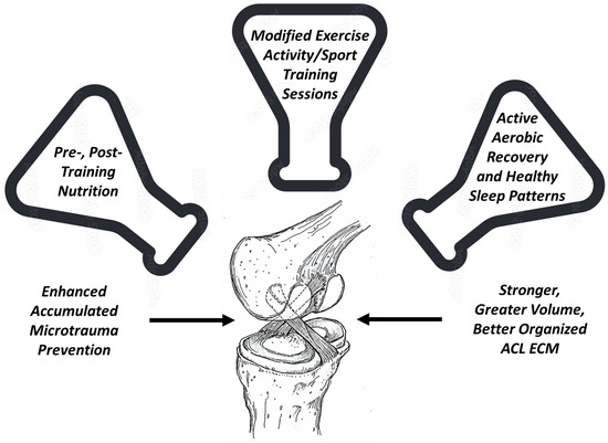 Regenerative Anterior Cruciate Ligament Healing in Youth and Adolescent ...