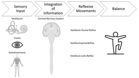 The Impact of Functional Training on Balance and Vestibular Function: A ...