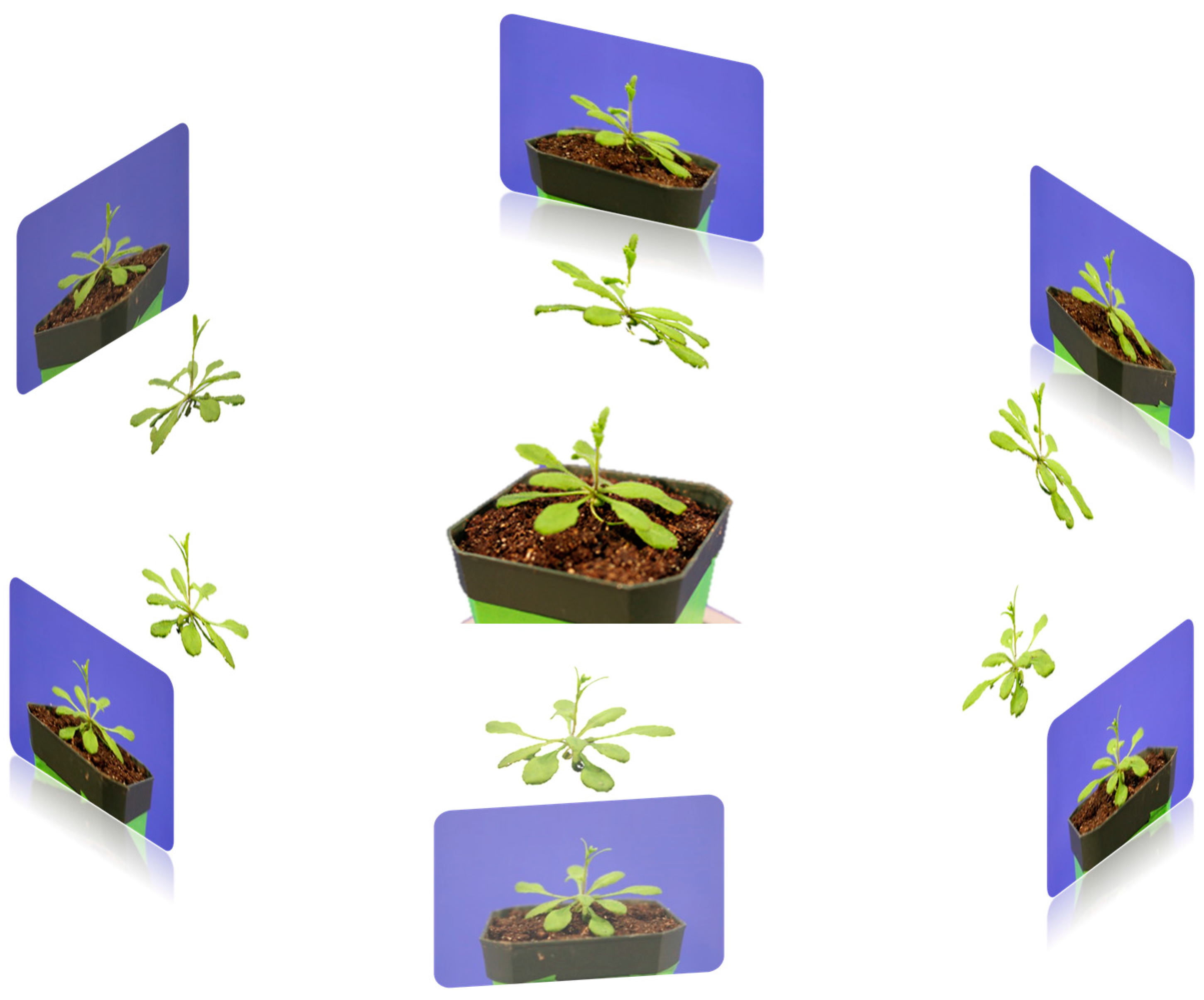 Novel Low Cost 3D Surface Model Reconstruction System for Plant Phenotyping