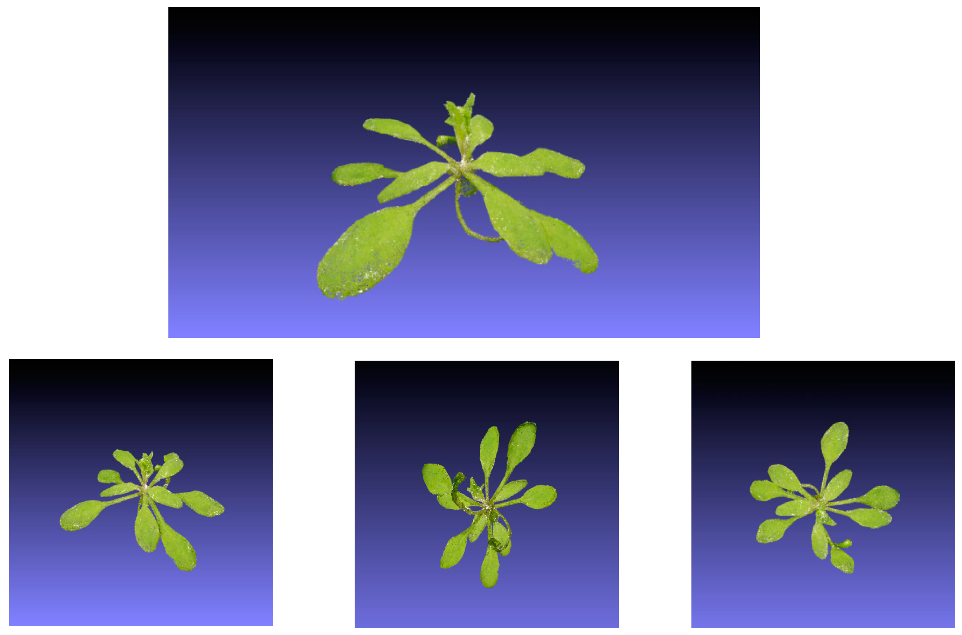 Novel Low Cost 3D Surface Model Reconstruction System for Plant Phenotyping