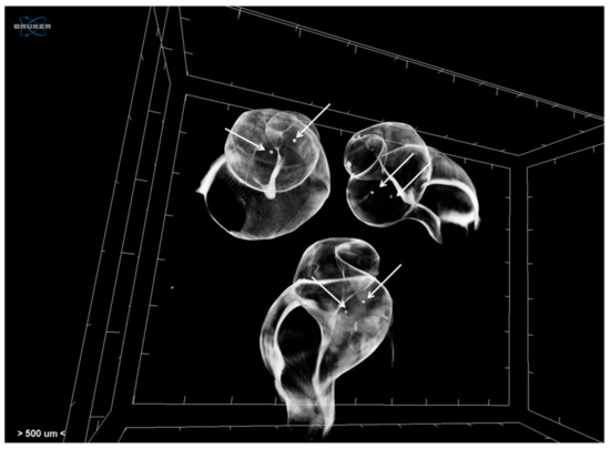 J. Imaging | Free Full-Text | Micro-CT for Biological and Biomedical ...