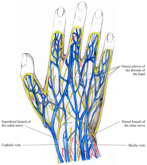 Three-Dimensional Finger Vein Recognition: A Novel Mirror-Based Imaging Device
