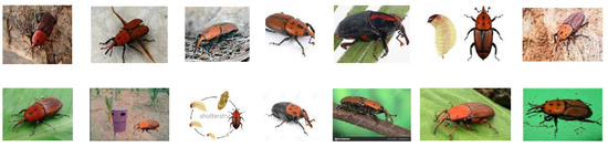 A Deep-Learning Model for Real-Time Red Palm Weevil Detection and ...