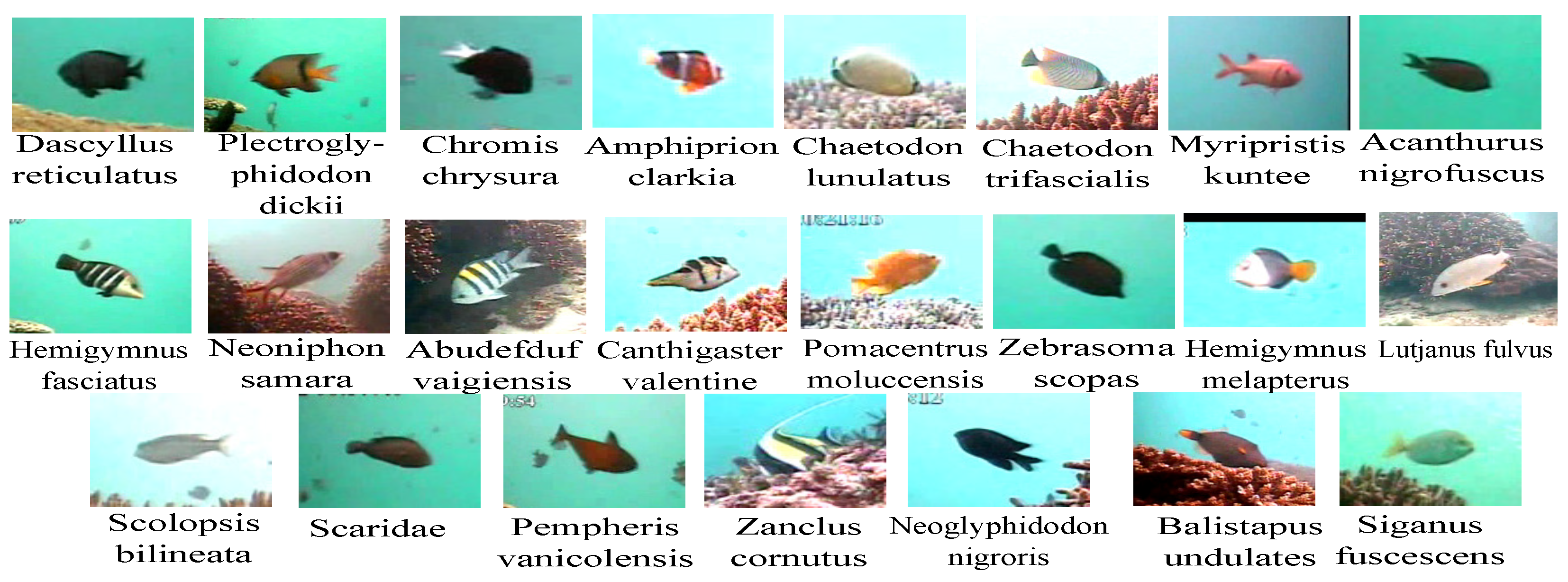 J. Imaging | Free Full-Text | Targeted Data Augmentation and ...