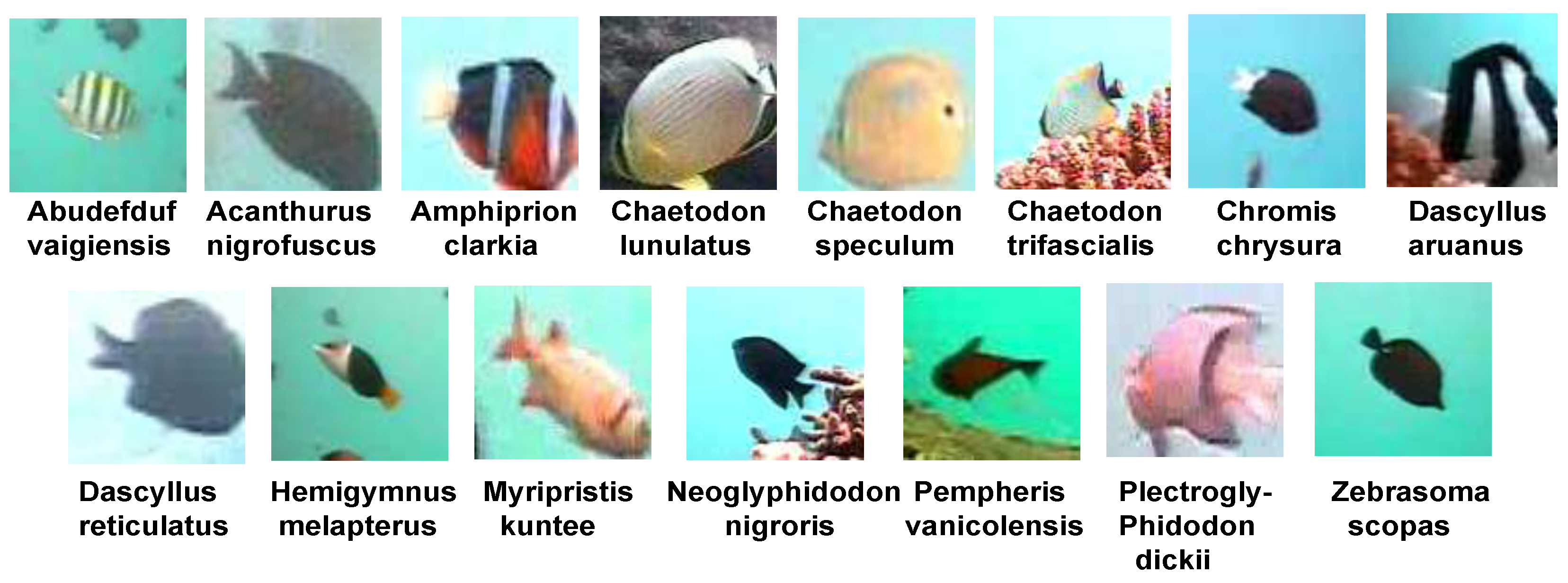 J. Imaging | Free Full-Text | Targeted Data Augmentation and ...