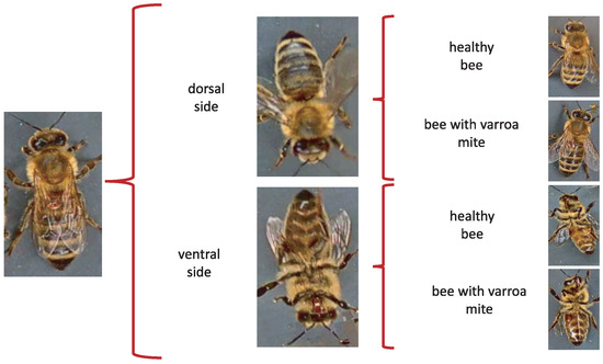 Varroa Destructor Classification Using Legendre–Fourier Moments with ...