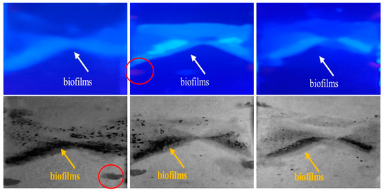 Selective Optical Imaging for Detection of Bacterial Biofilms in Tissues