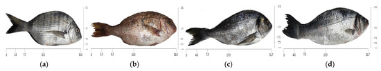 3D Reconstruction of Fishes Using Coded Structured Light