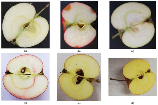 Enhancing Apple Cultivar Classification Using Multiview Images