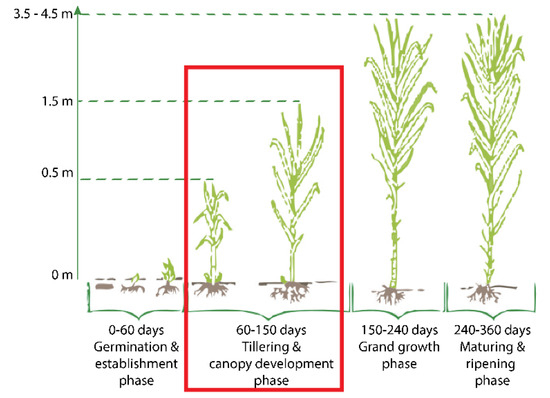Precision Agriculture: Computer Vision-Enabled Sugarcane Plant Counting in the Tillering Phase