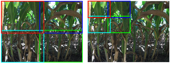 A New Dataset and Comparative Study for Aphid Cluster Detection and ...