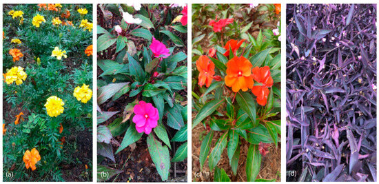 Color Biomimetics in Textile Design: Reproduction of Natural Plant ...