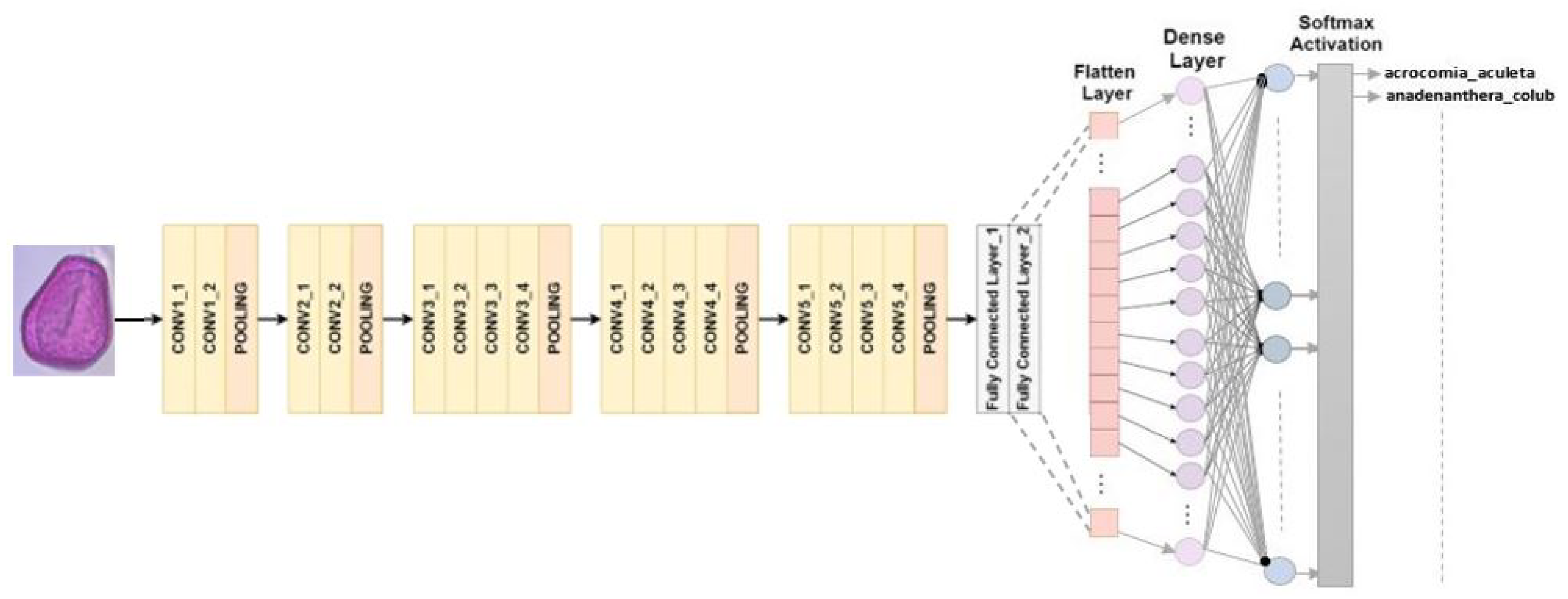 Pollen Grain Classification Using Some Convolutional Neural Network Architectures