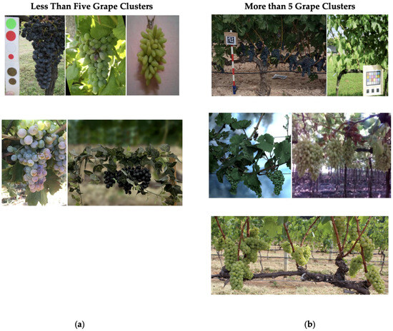GCNet: A Deep Learning Framework for Enhanced Grape Cluster Segmentation and Yield Estimation ...