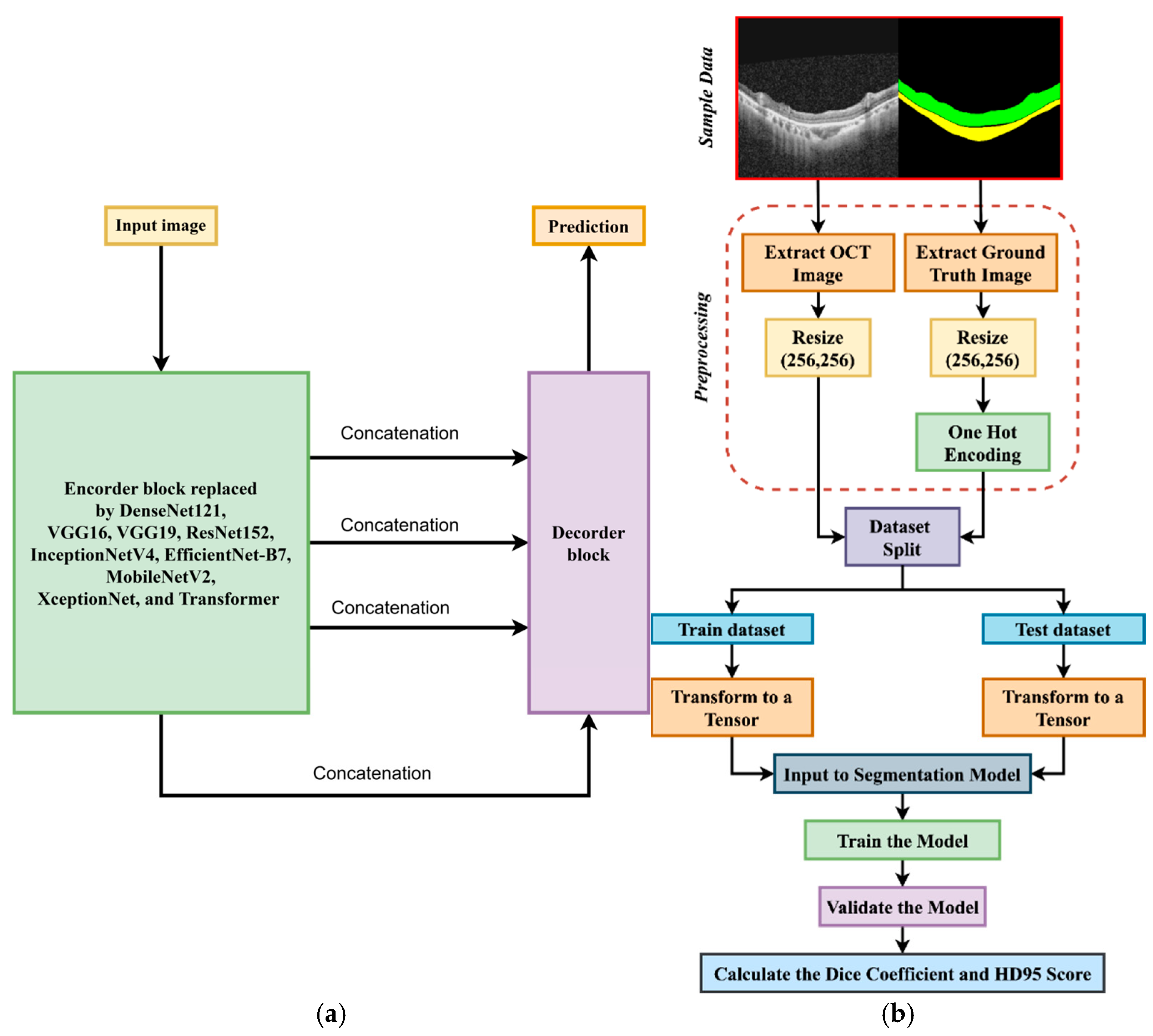 Comparative Analysis of Deep Learning Architectures for Macular Hole Segmentation in OCT Images ...