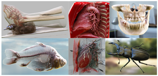 Efficient Multi-Material Volume Rendering for Realistic Visualization with Complex Transfer ...