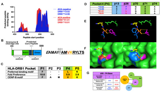Clinical and Molecular Features of Anti-CENP-B Autoantibodies