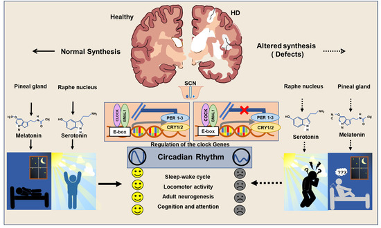 Intertwining Neuropathogenic Impacts of Aberrant Circadian Rhythm and ...