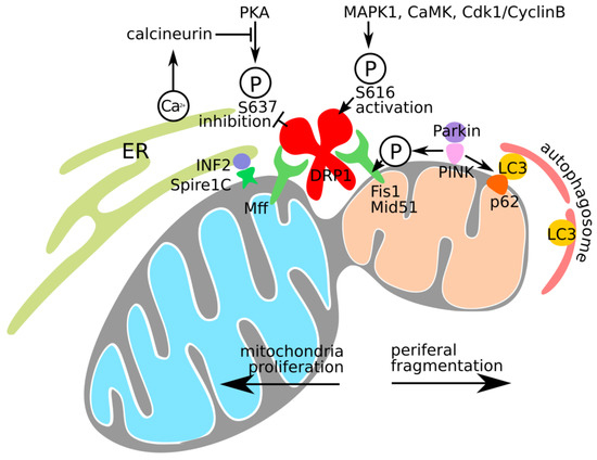 DRP1 Regulation as a Potential Target in Hypoxia-Induced Cerebral Pathology