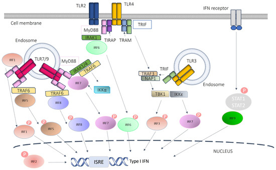 The Role of IRF8 Polymorphisms in Systemic Sclerosis Development and ...