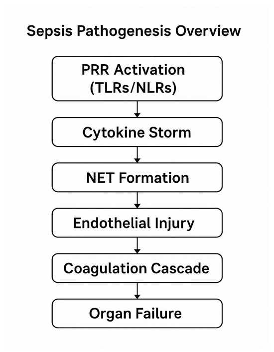 Mechanism of Sepsis
