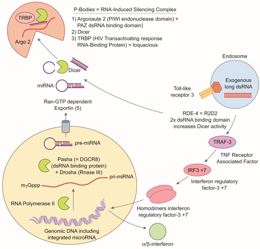 Review of the RNA Interference Pathway in Molluscs Including Some ...
