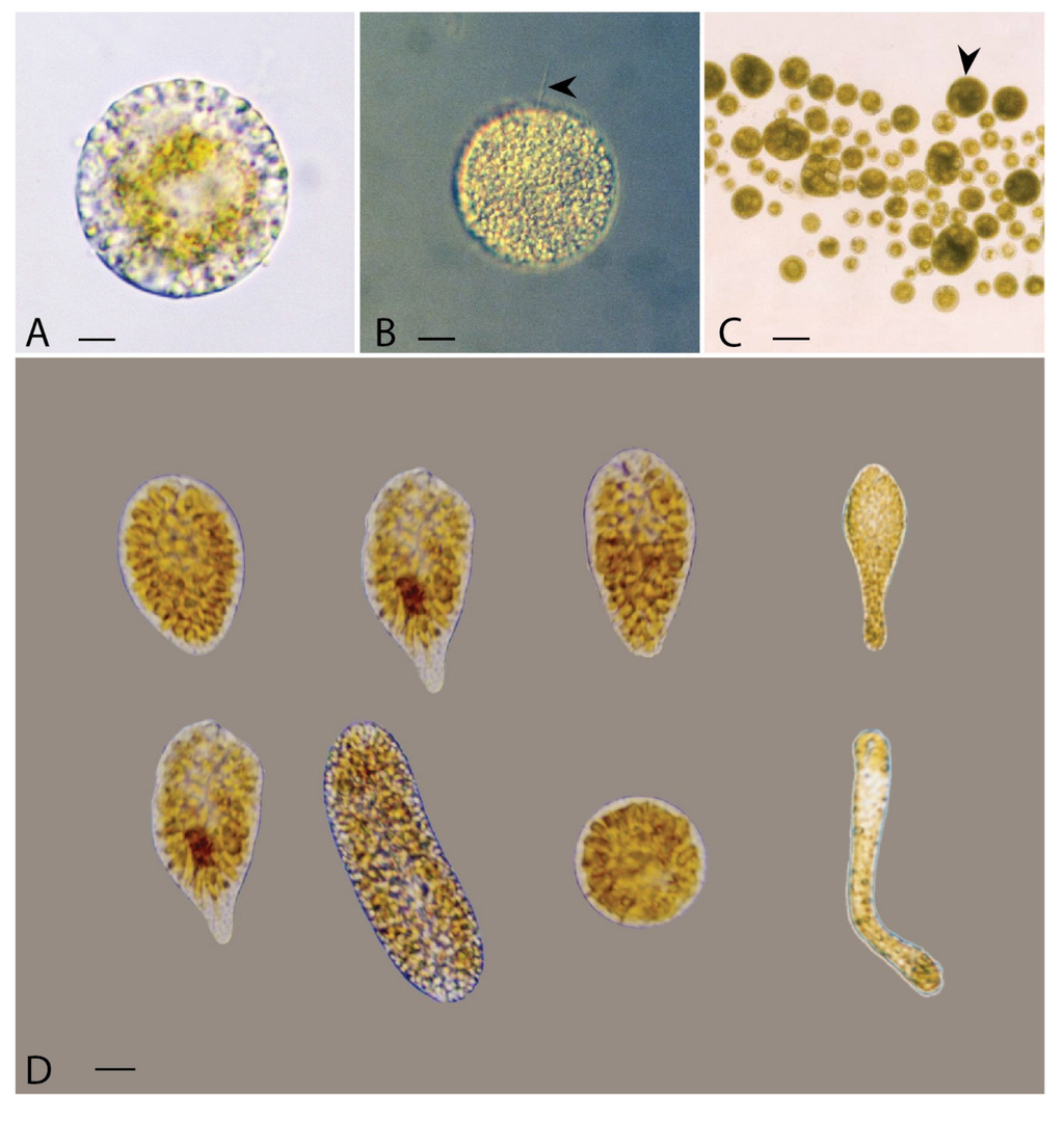 Cytotoxic Effects of Vicicitus globosus (Class Dictyochophyceae) and ...