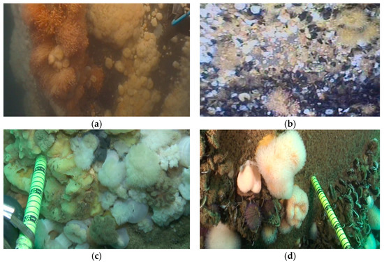 Automated Image Analysis of Offshore Infrastructure Marine Biofouling