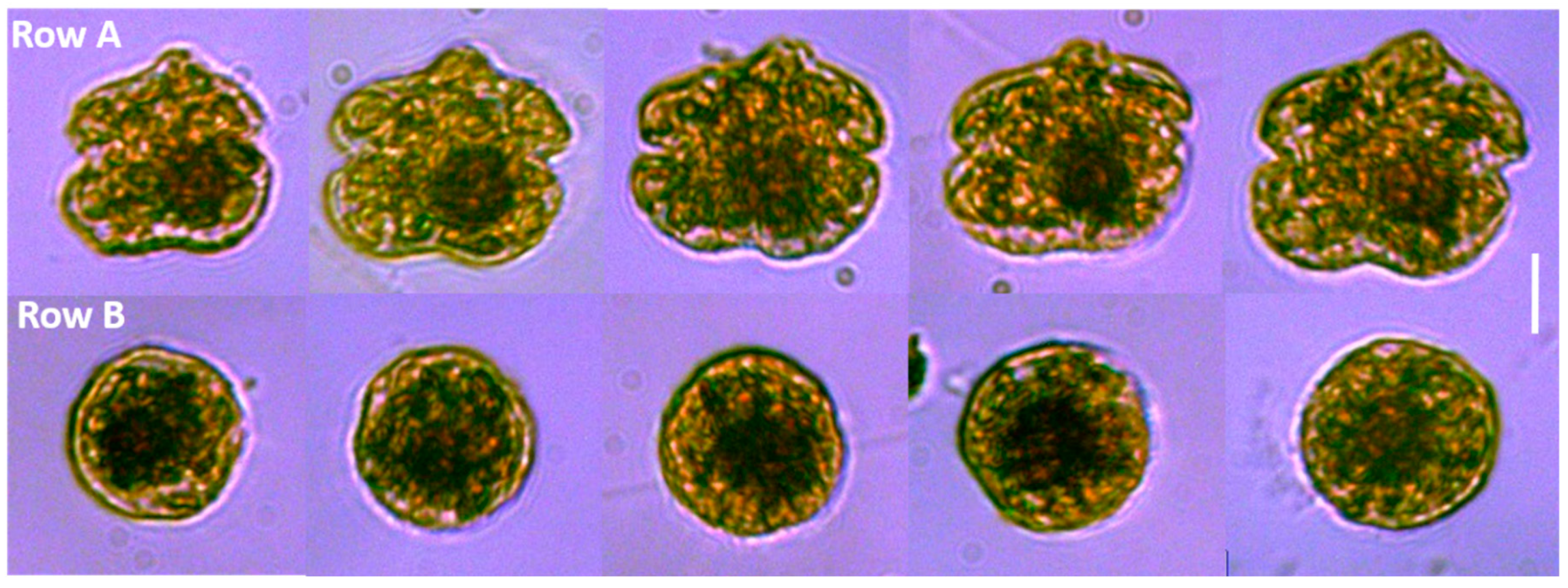 JMSE | Free Full-Text | Brevetoxin-Producing Spherical Cells Present in ... JMSE | Free Full-Text | Brevetoxin-Producing Spherical Cells Present in ...