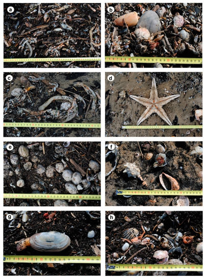 Morphodynamic Study of a 2018 Mass-Stranding Event at Punta Umbria ...