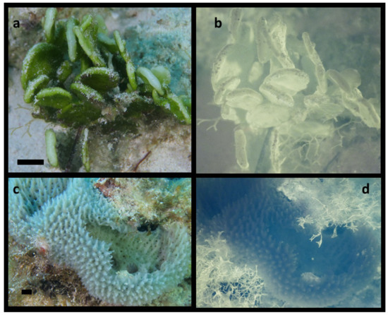 Using Scuba for In Situ Determination of Chlorophyll Distributions in ...